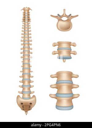 Human vertebral column front back side view with partly transparent ...