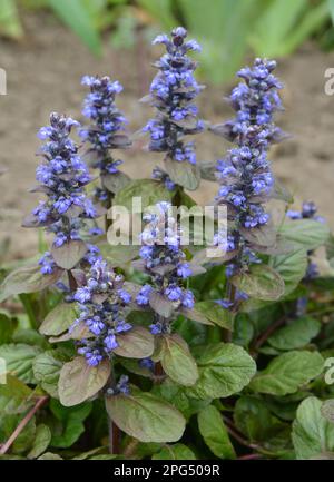 Ajuga reptans grows and blooms in herbs in the wild Stock Photo - Alamy