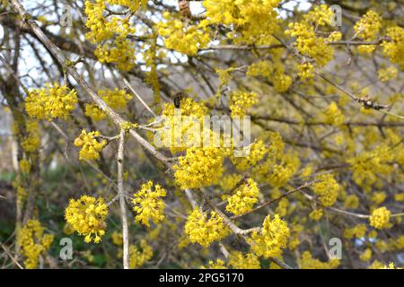 In spring cornel is real (Cornus mas) blooms in the wild Stock Photo ...