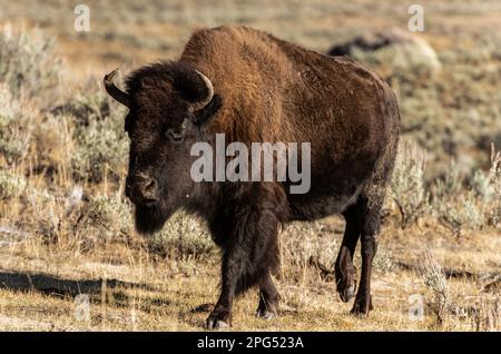 Where the buffalo roam Stock Photo - Alamy