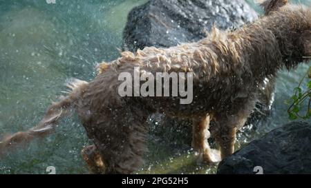 Wet dog drying himself standing outside by lake. Pet shakes off water ...