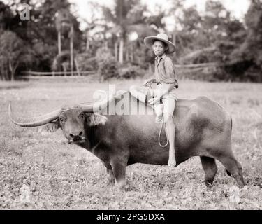 Carabao - water buffalo native to the Philippines Stock Photo - Alamy