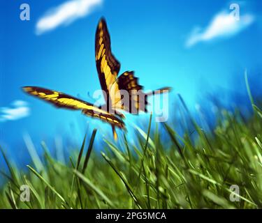 Yellow butterfly flying over grass at natural golden background Stock ...