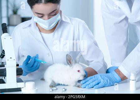 Scientists working with rabbit in chemical laboratory. Animal testing ...