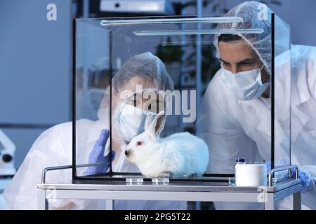 Scientists observing white rabbit in chemical laboratory. Animal ...