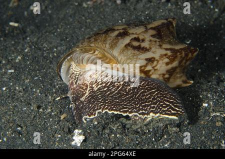 Voluta vespertilio, Bat volute, Bat volute, Other animals, Marine ...