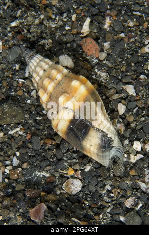 Mitre snail, Mitre snails, Other animals, Marine snails, Snails ...