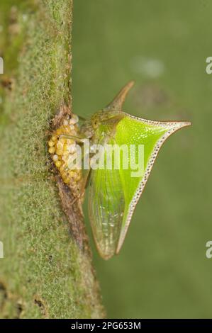 Treehopper (Membracidae sp.) adult female, guarding eggs, Manu Road ...