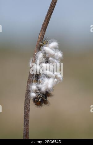 Ichneumon Wasp (Ichneumonoidea sp.) cocoons, on fritillary butterfly ...