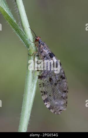 European bach detention (Osmylus fulvicephalus) adult, resting on ...