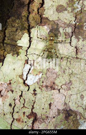 Praying mantis camouflaged on tree bark. Lowland rainforest, Sarapiquí ...