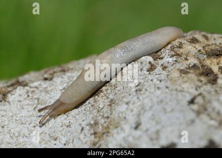 A grey field slug Deroceras reticulatum with slime trail and damage on ...