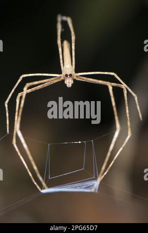 Net-casting Spider (Deinopis sp), Spider using an adhesive web ...