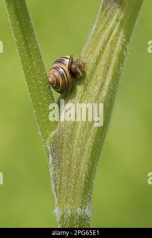 Black-mouthed ribbon snail, Hain ribbon snail, May, North Rhine ...