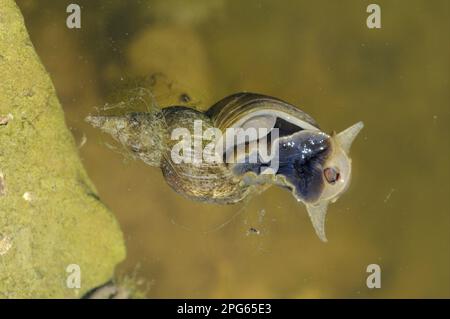 Pointed mud snails Stock Photo - Alamy