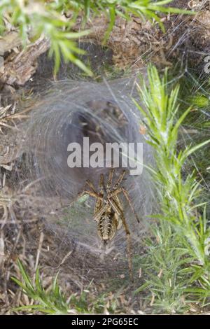 Labyrinth Spider (Agelena labyrinthica) adult female, at entrance to ...