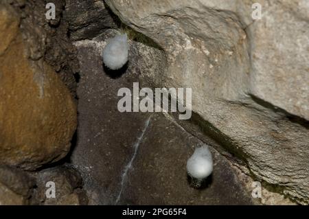 Other animals, Spiders, Arachnids, Animals, Streamer spiders, Cave ...