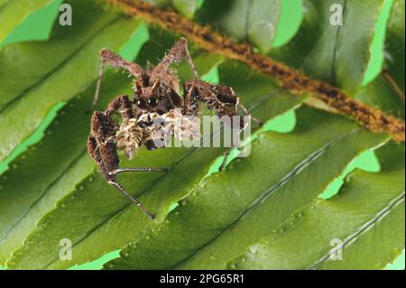 African fringe jumping spider (Portia africana), adult female, feeding ...