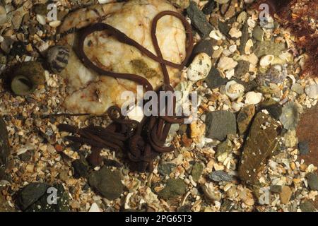 Bootlace Worm (Lineus longissimus) adult, in rockpool at low tide ...
