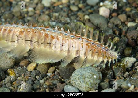 Golden fireworm (Chloeia flava) Bristle worm with pointed poisonous ...