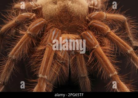 Venezuela Giant Bird Spider (Theraphosa apophysis), Venezuela Giant ...