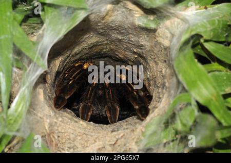 Other animals, Spiders, Arachnids, Animals, Tarantulas, Wolf spiders ...