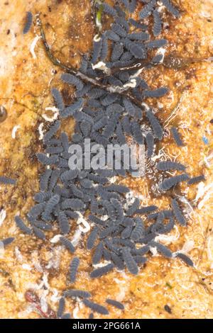 Rockpool Springtail (Anurida maritima) group, in shallow pool on rocky ...