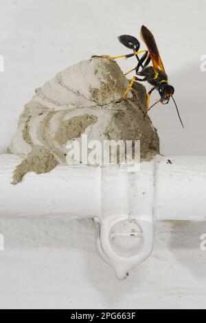 Oriental Mortar Wasp (Sceliphron Curvatum) Collecting Clayey Tree ...