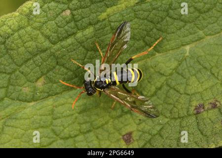 Clay Wasp, social wasp (Vespidae), Other animals, Insects, Animals ...