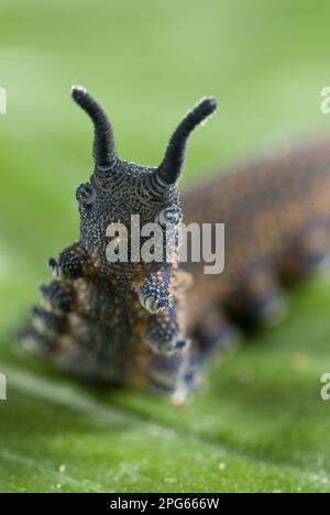 Adult New Zealand velvet worm (Peripatoides novaezealandiae) in which ...