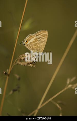 Large Wandering Blue, Long-tailed Blue, Long-tailed Blue (Lycaenidae ...