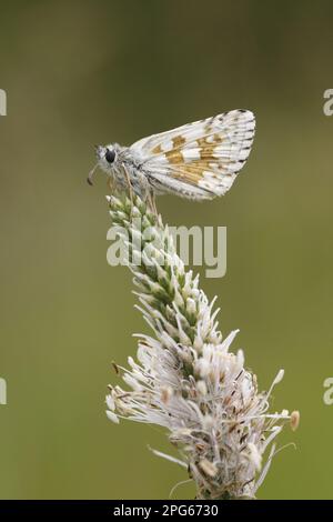 Safflower Skipper (Pyrgus carthami) adult, roosting on Pyramidal Orchid ...