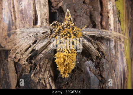 Sac Fungus (Cordyceps sp.) fruiting bodies from dead parasitized ...