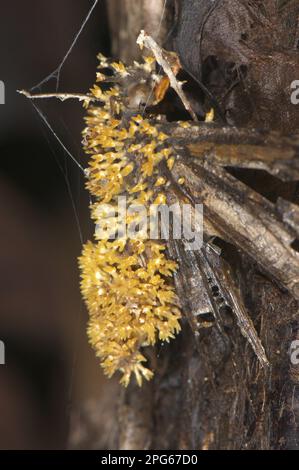 Sac Fungus (Cordyceps sp.) fruiting bodies from dead parasitized ...