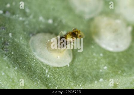 An adult parasitoid wasp, Encarsia tricolor, lays eggs and deposits ...