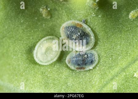 Cabbage moth scale insect, Cabbage moth scale insect, Cabbage moth ...