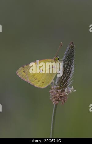 Postillon, also dark clouded yellow (Colias croceus), Large Postilion ...