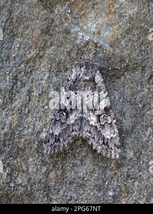Great Brocade (Eurois occulta) adult, resting on stone, Cannobina ...