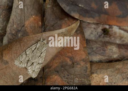 Arrow Owl, Sloe Owl, Arrow Owls, gray daggers (Acronicta psi), Insects ...