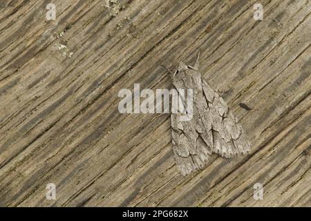 Arrow Owl, Sloe Owl, Arrow Owls, gray daggers (Acronicta psi), Insects ...