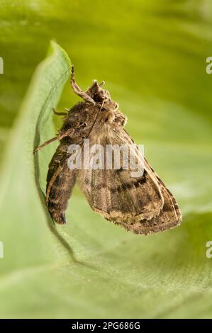 Gothic (moth) (Naenia typica), Scops owl, Book-printing owls, Scops ...