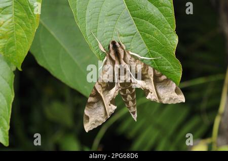 Insects, Moths, sphingid (Sphingidae), Animals, Other animals, Pink ...