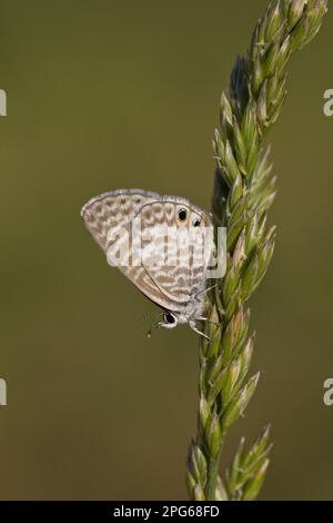 Navy blue or striped blue (Leptotes marina) is a butterfly of the ...