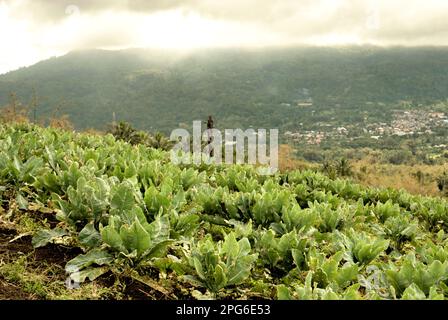 Agricultural field overlooking Tomohon City and the ancient caldera rim ...
