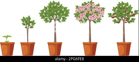 Stages of Cherry Tree Growth Vector illustration Stock Vector Image ...