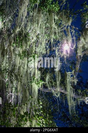 Moss, also called Old Mans Beard, hangs in clusters from branches of ...