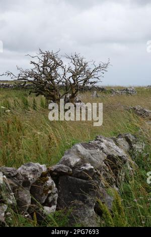 Common Hawthorn (Crataegus monogyna) windswept tree near Kilfenora, The ...