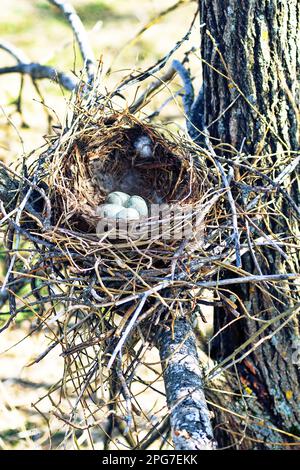 Nidology, study of birds nest. Hooded crow (Corvus cornix) nest. Clutch ...