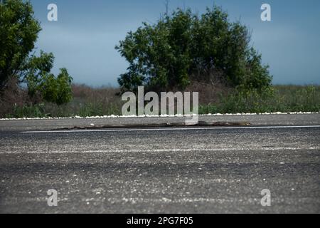 Snake on road is always corpse. Human's dislike of snakes, their ...