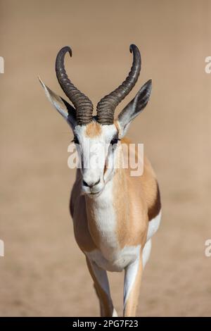 Portrait of a springbok (Antidorcas marsupialis) ram Stock Photo - Alamy